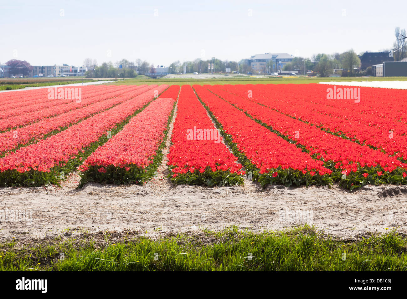 Pink and red stripes of tulips in the Dutch bulbfields at Keukenhof Gardens, Lisse, Holland ...