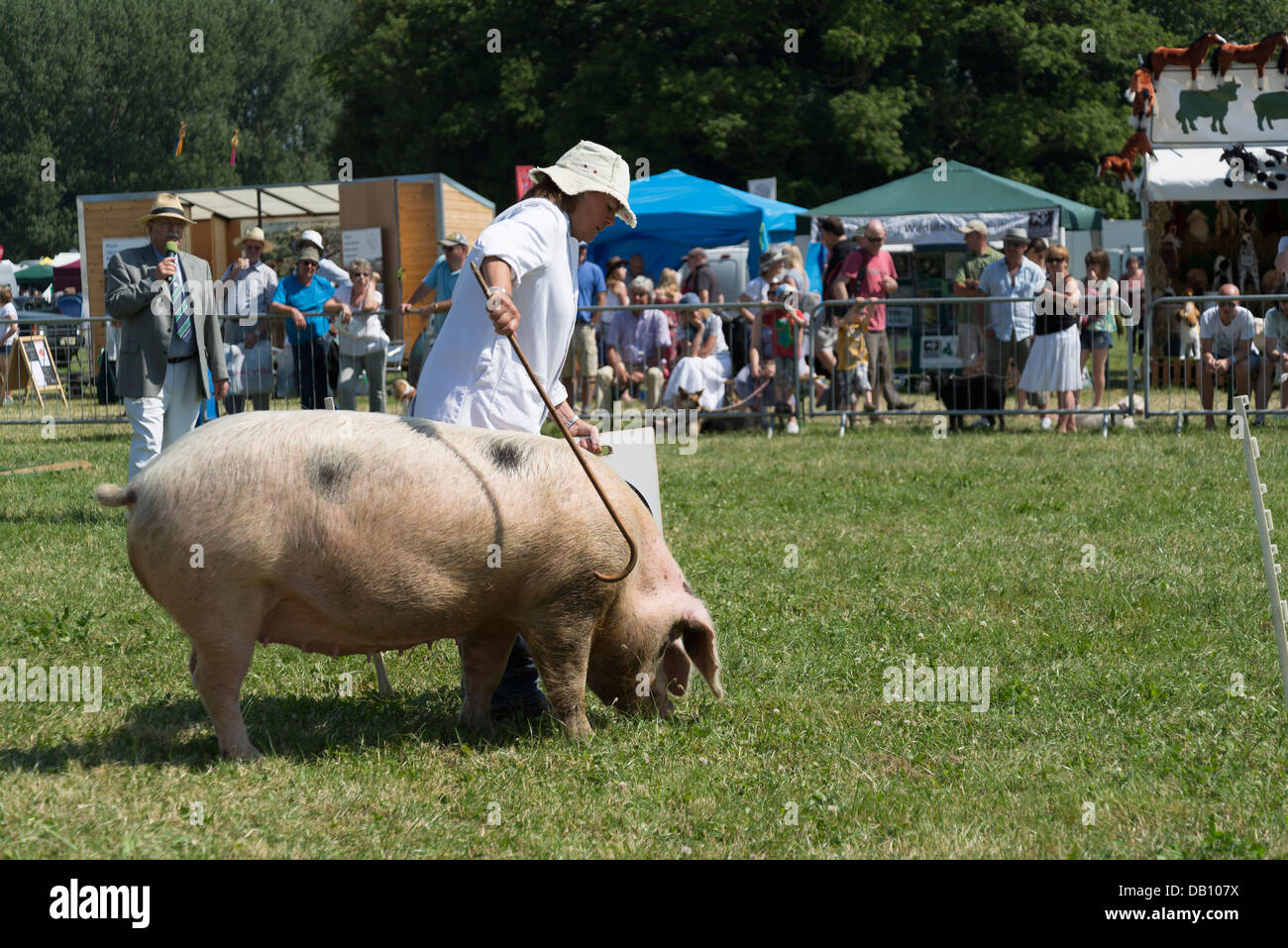 Pig handling at the Cotswold show Stock Photo - Alamy