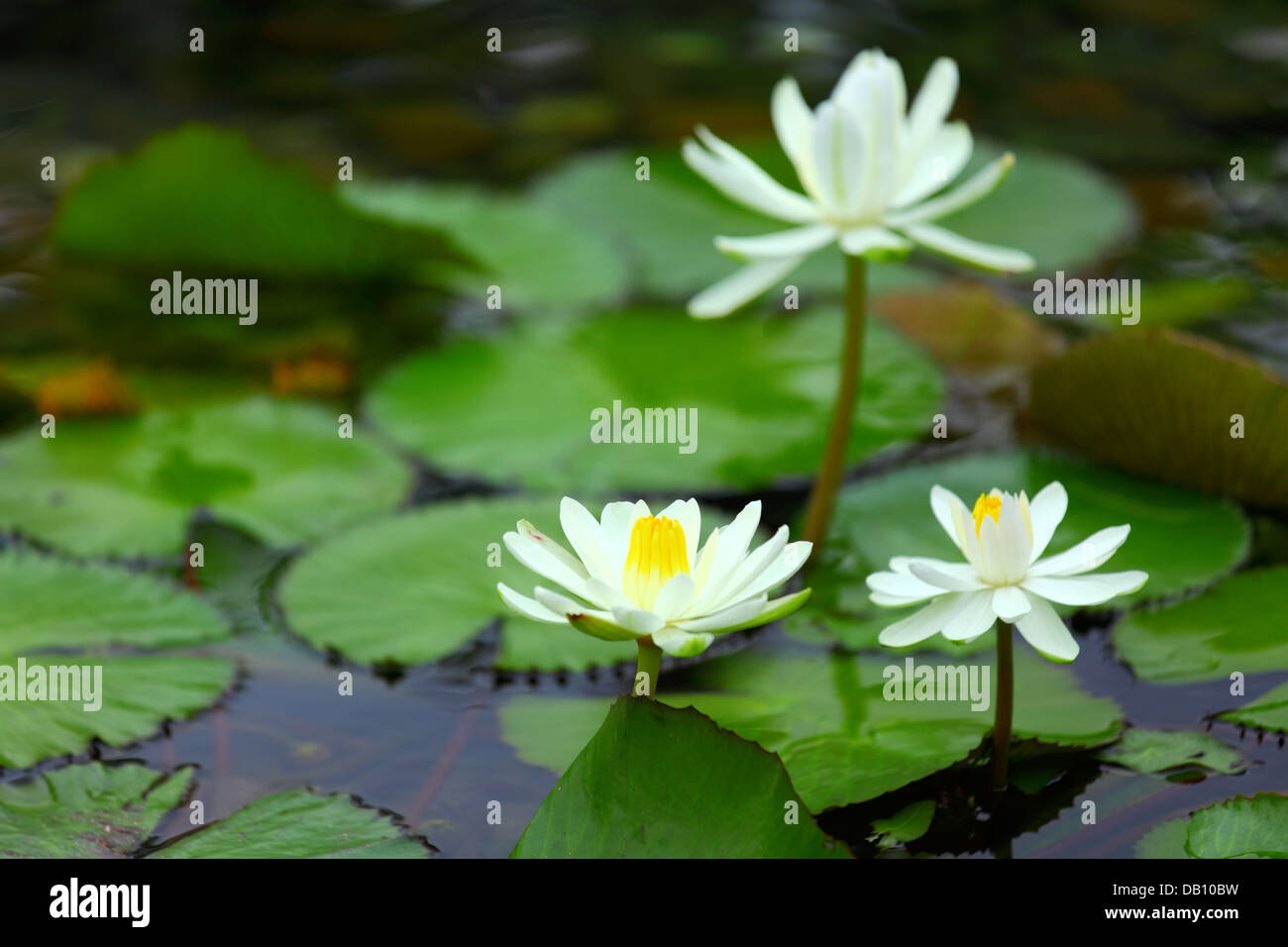 Thailand white lotus hi-res stock photography and images - Alamy