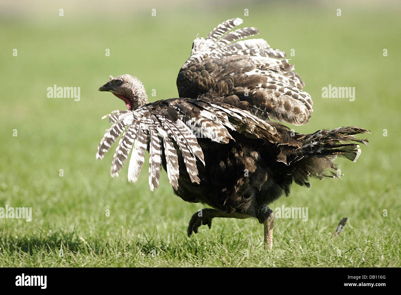 The undated picture shows a turkey (lat.: Meleagris gallopavo ...