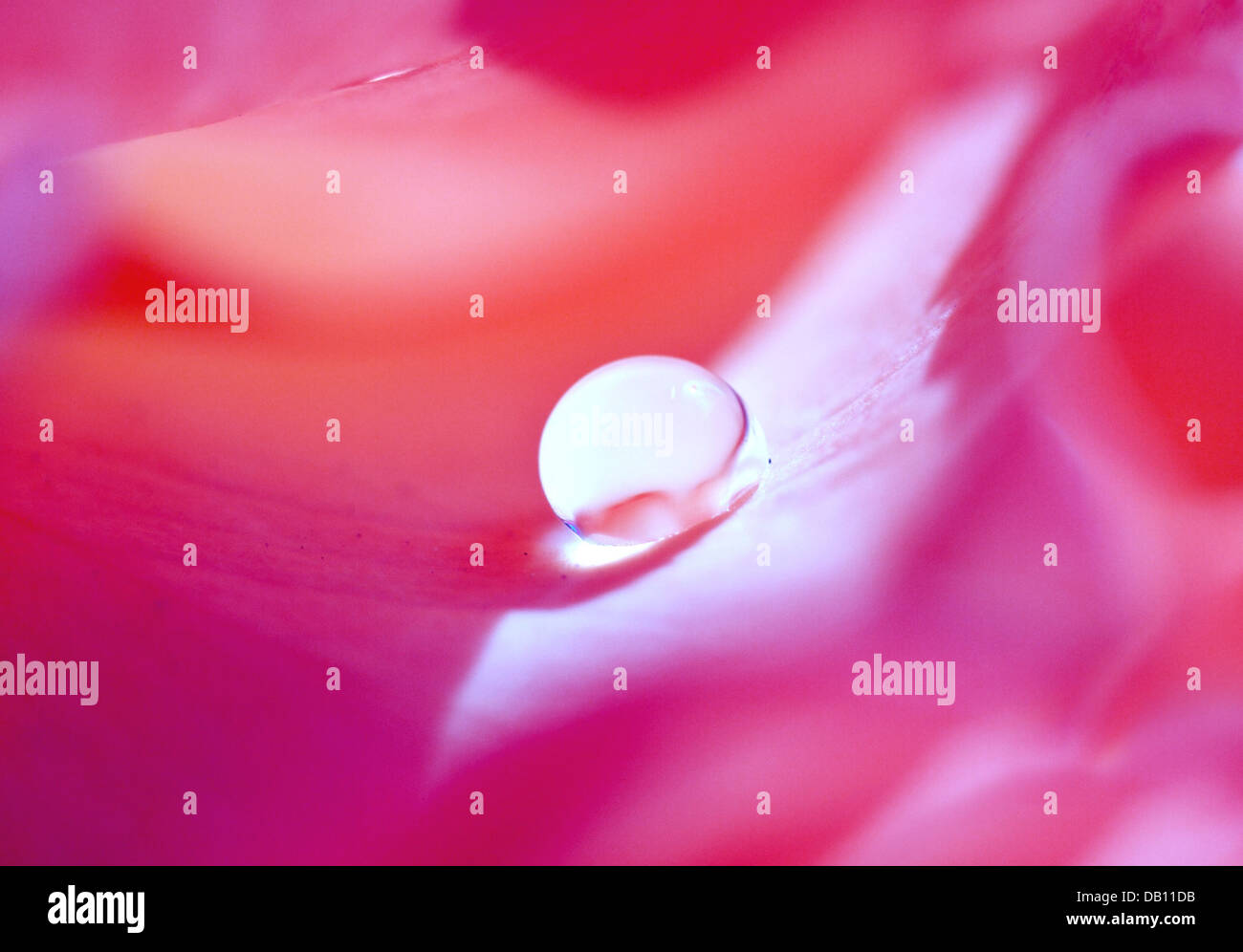 Flower and drop of a water. Natural summer composition Stock Photo - Alamy