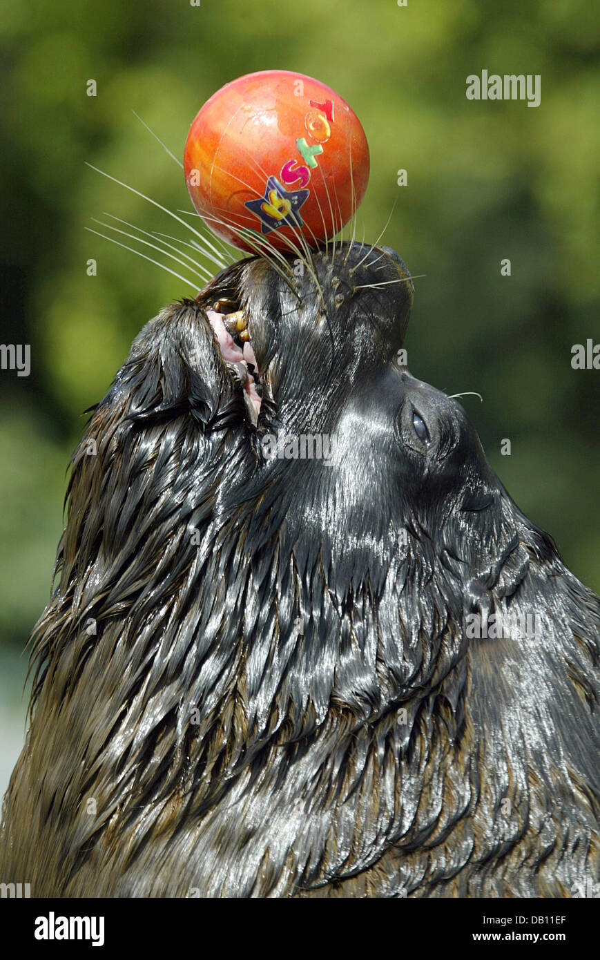 The undated picture shows a Southern sea lion balances a ball on his ...