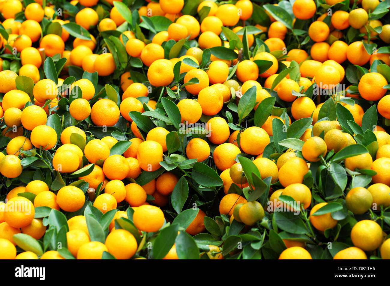 Mandarin for Chinese New Year Stock Photo - Alamy