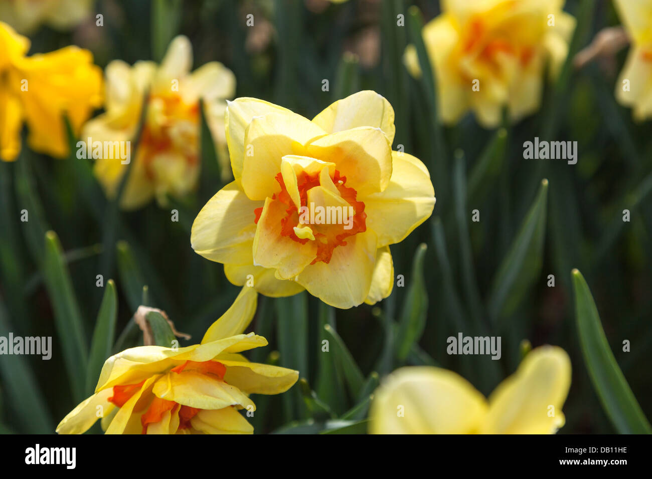 Yellow daffodil with yellow and orange frilly centre, narcissus "Tahiti ...