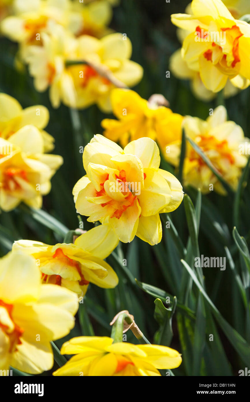 Yellow for counties hi-res stock photography and images - Alamy