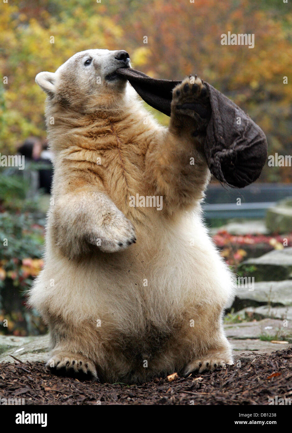 Polar bear Knut plays with a sack at the zoo in Berlin, 24 October 2007 ...
