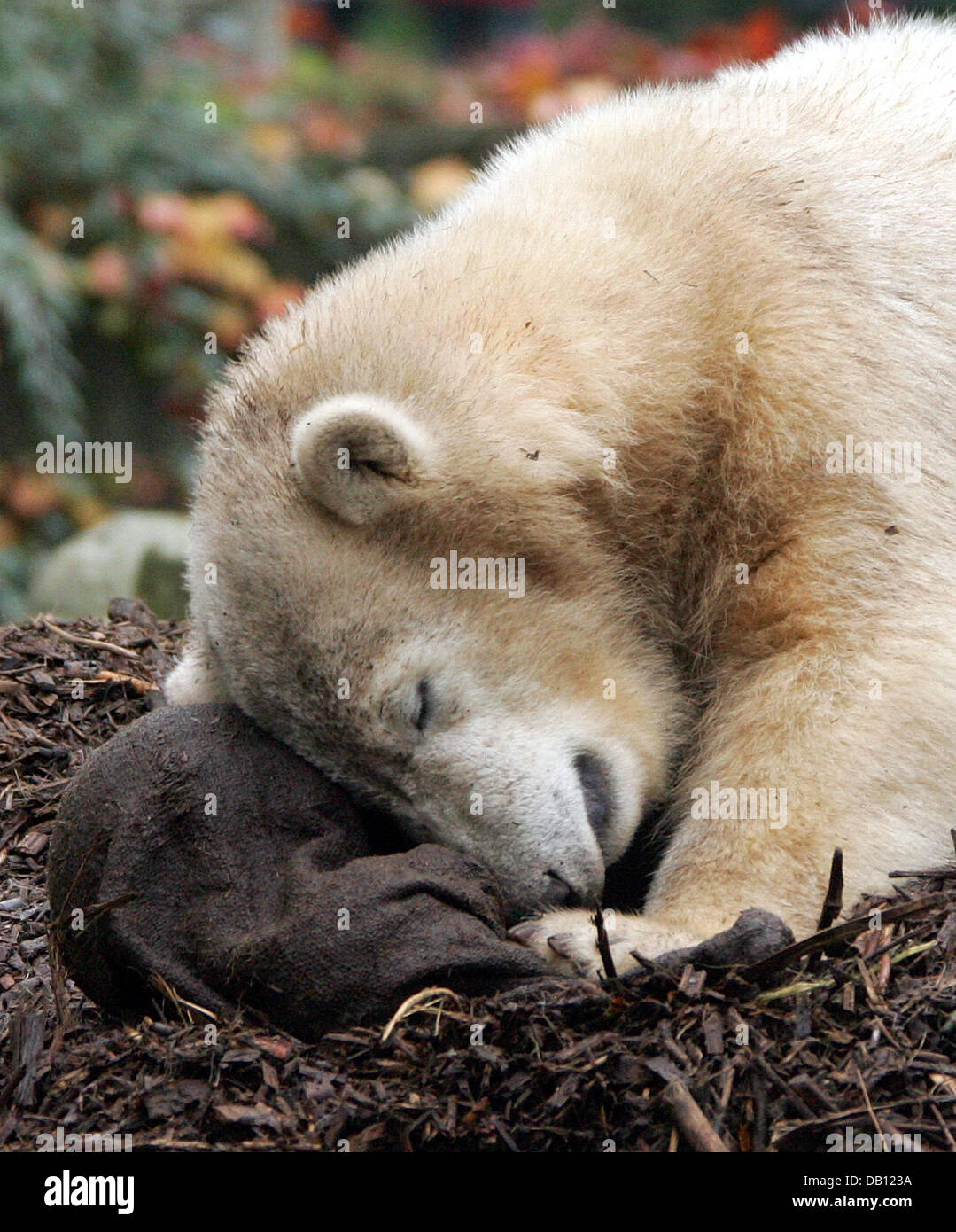 Polar bear Knut plays with a sack at the zoo in Berlin, 24 October 2007 ...