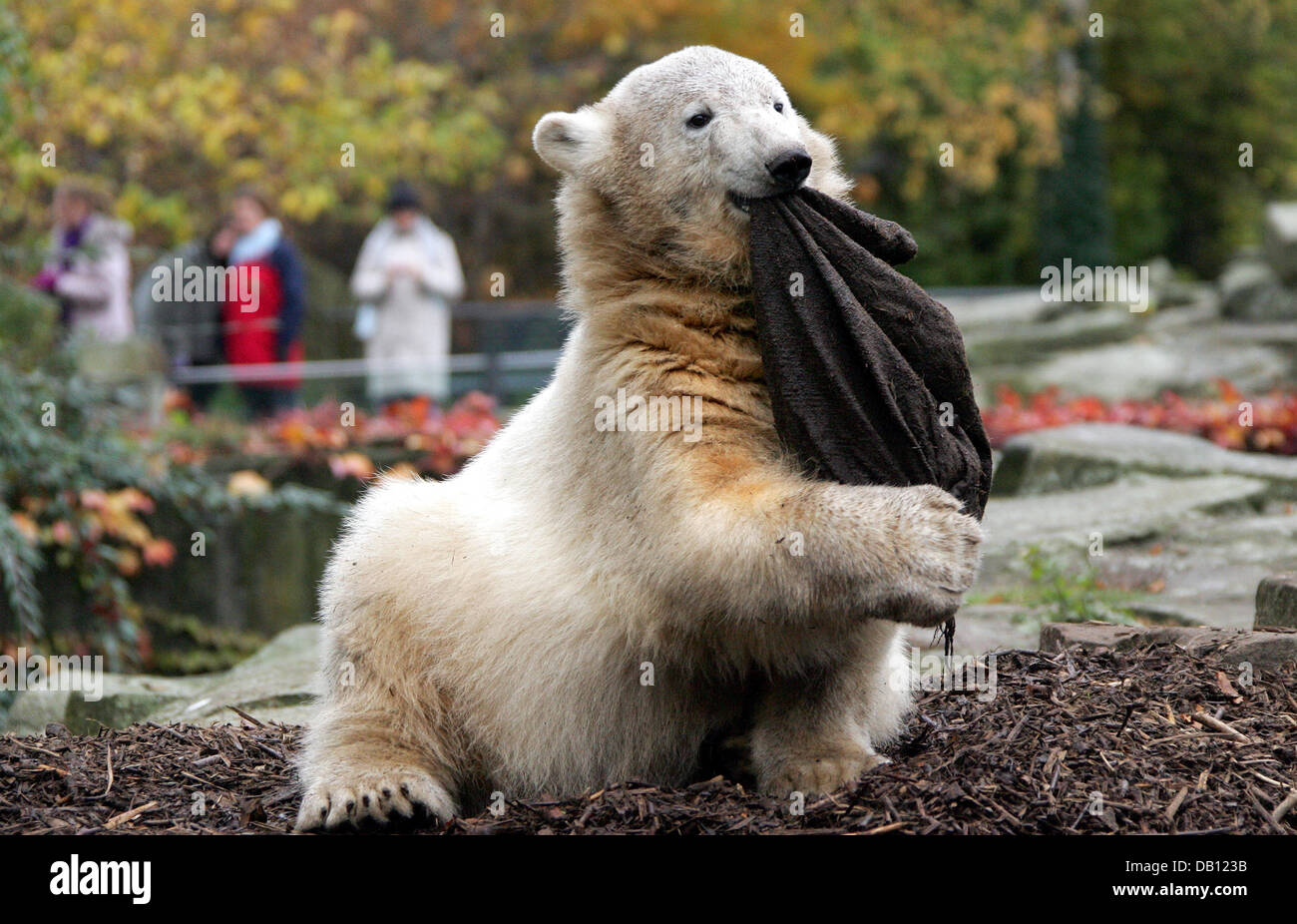 Polar bear Knut plays with a sack at the zoo in Berlin, 24 October 2007 ...