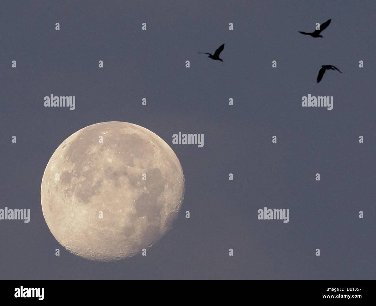 Three birds seem to fly above the moon in Hanover, Germany, 28 October ...
