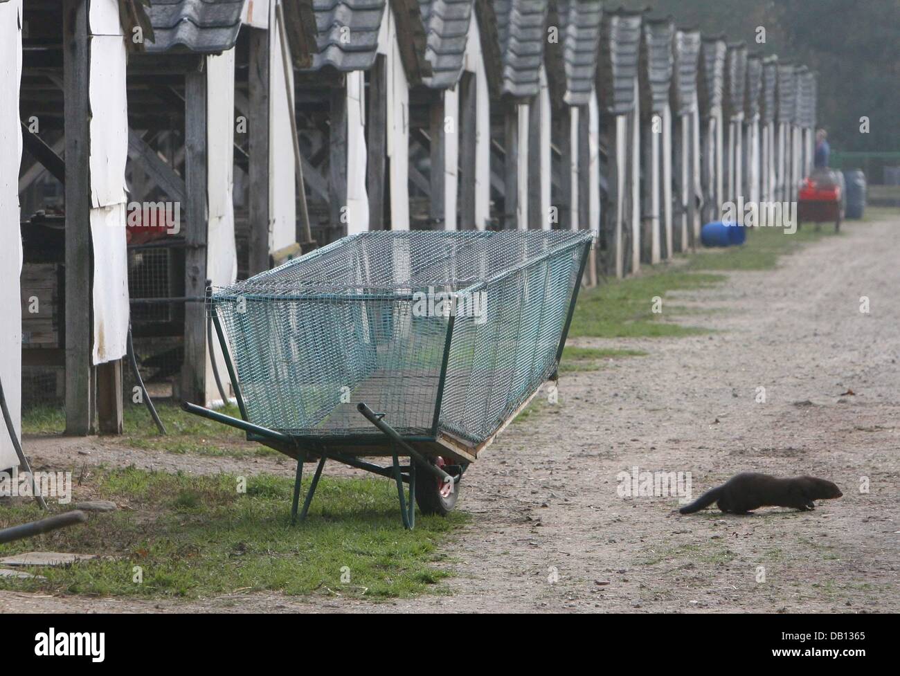 Mink cage hi-res stock photography and images - Alamy