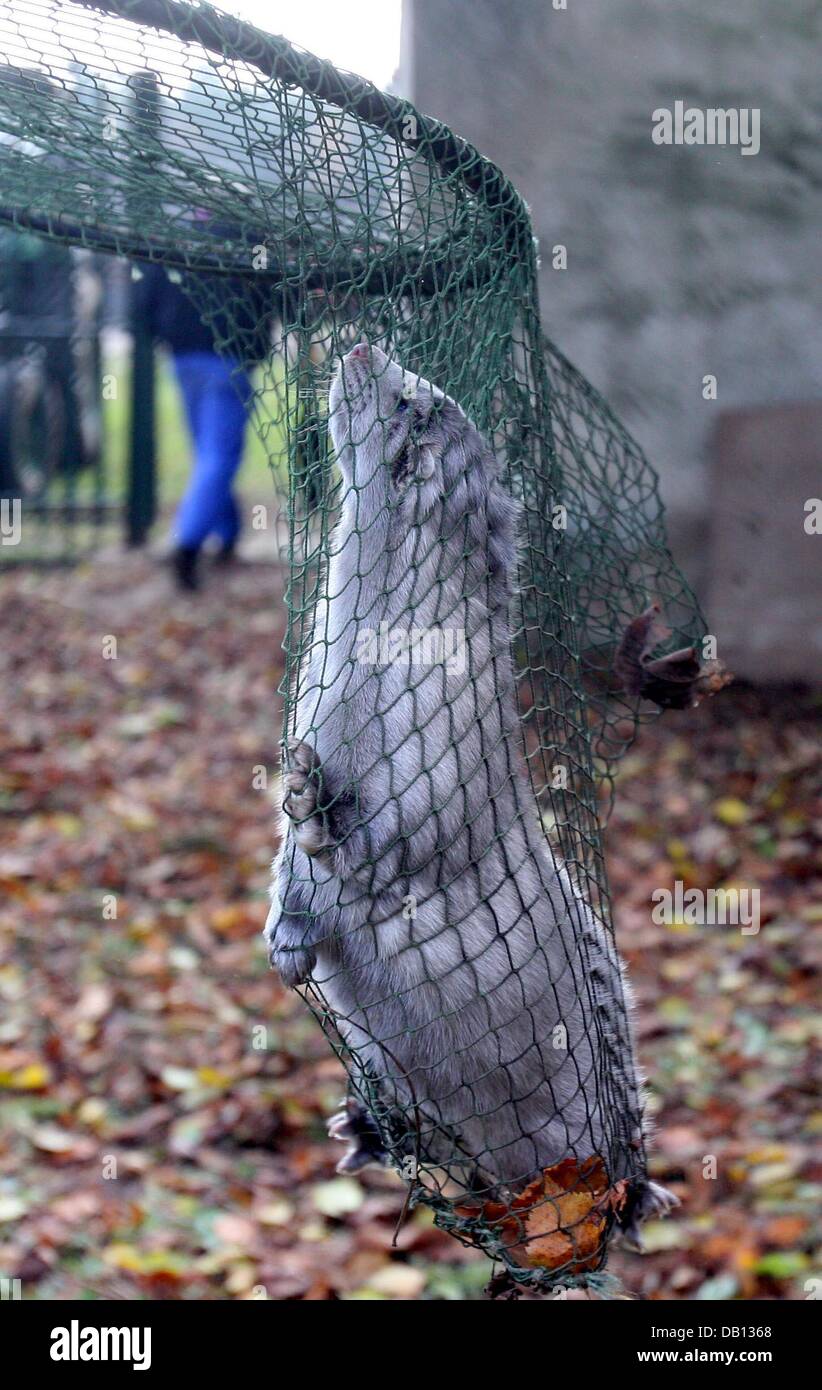 An mink is captured in a landing net on the premises of a mink farm ...
