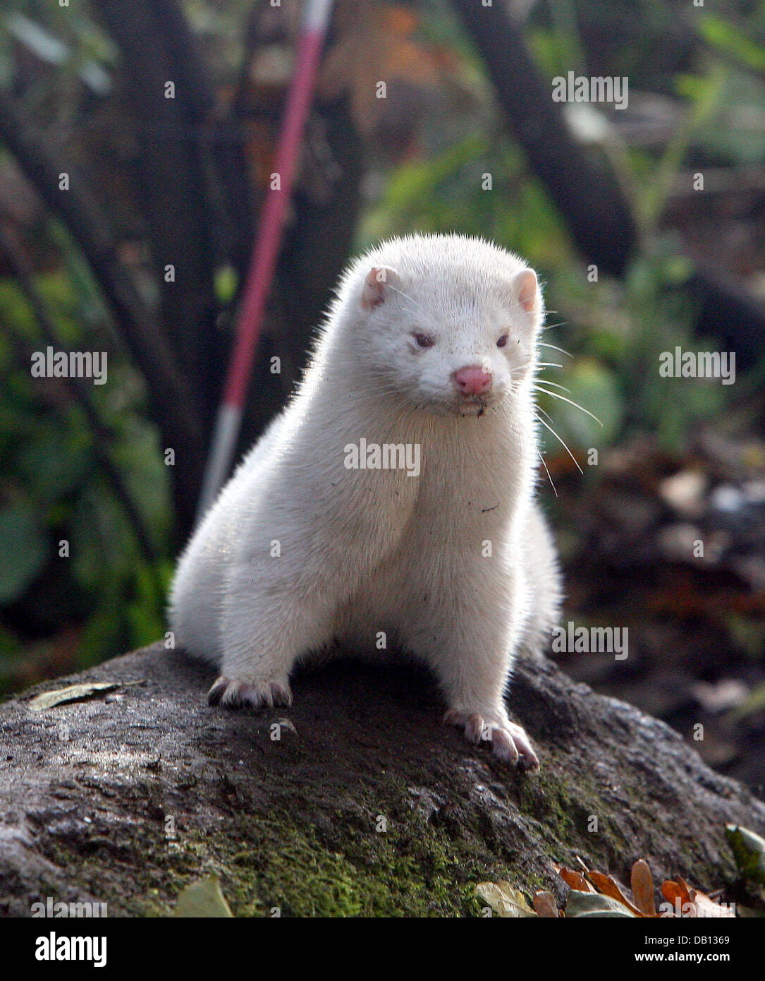A mink sits on a rock near the premises of a mink farm near Grabow ...