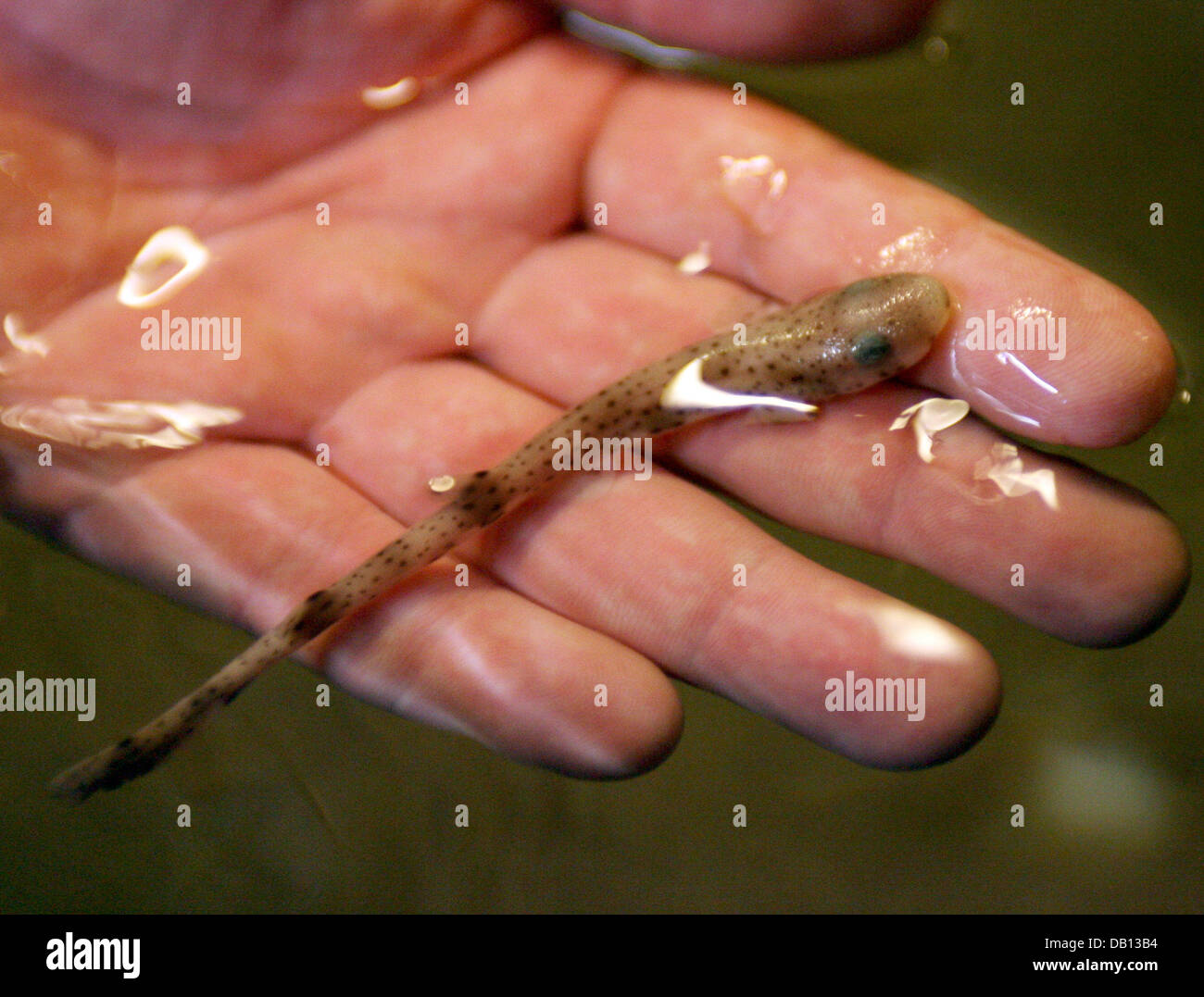 A ten-centimetres-long dogfish baby nibbles on a finger at Sea Life ...