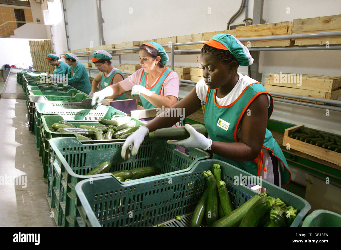 Workers prepare vegetables for export at the 'Agrupaejido' vegetable ...