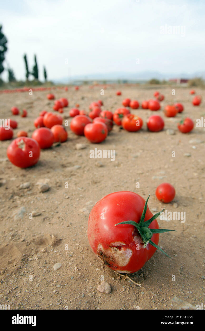 Rotting tomatoes are scattered on the fallow land between greenhouses ...