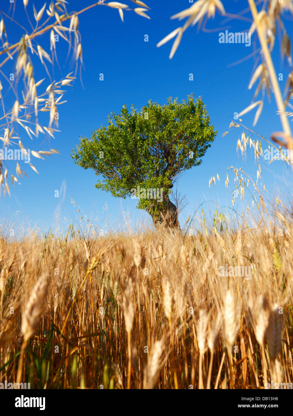 Almond tree, Provence - France Stock Photo - Alamy