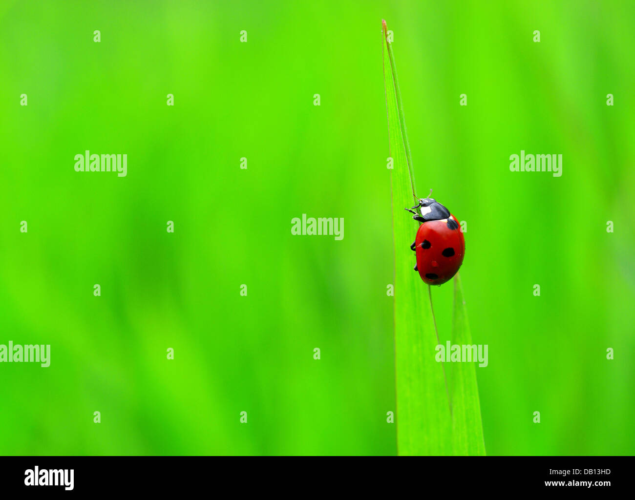 Ladybug on the green background. Natural summer composition Stock Photo ...