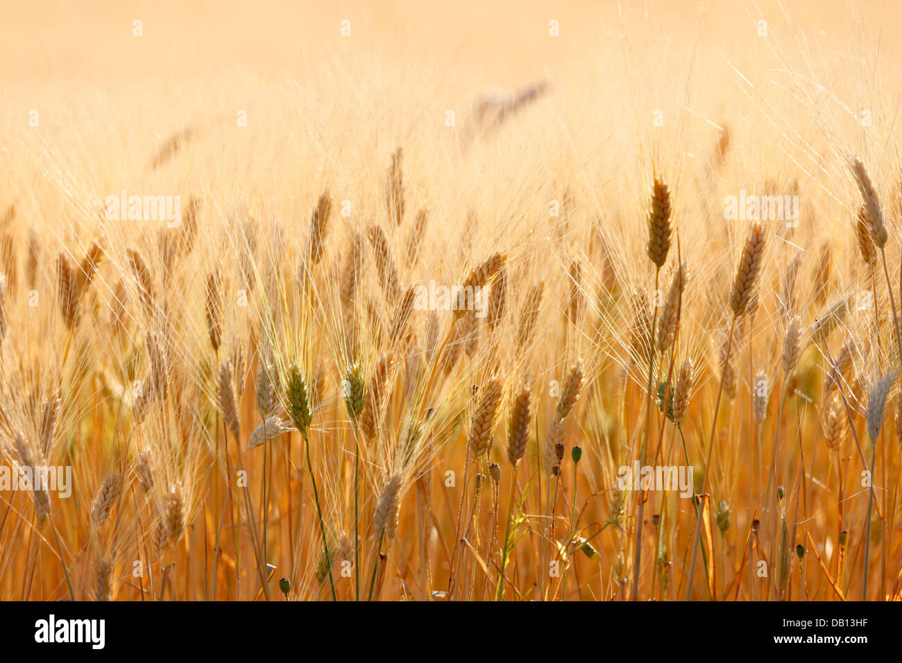 Wheat close up Stock Photo - Alamy