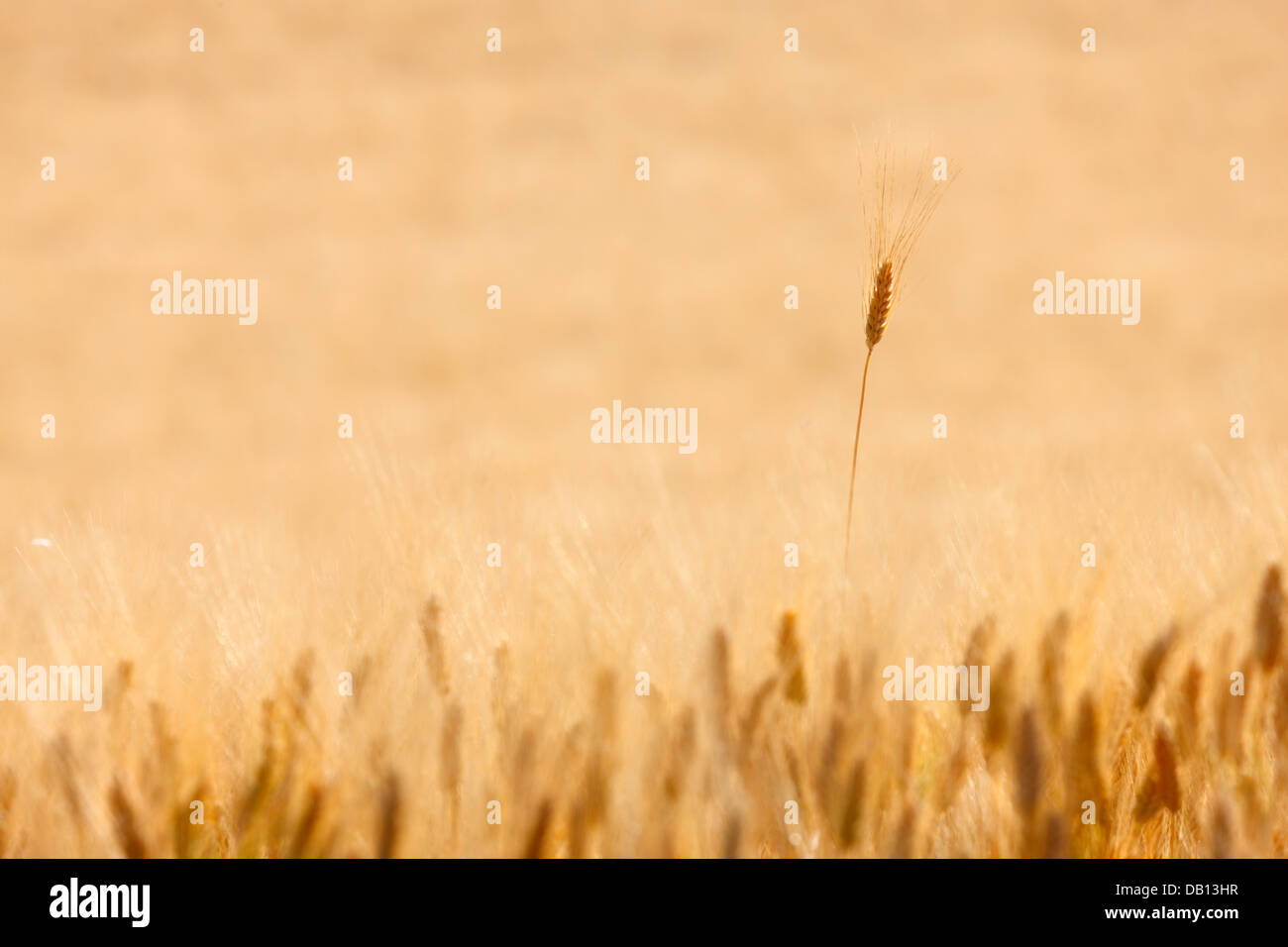 Healthy wheat crop hi-res stock photography and images - Alamy