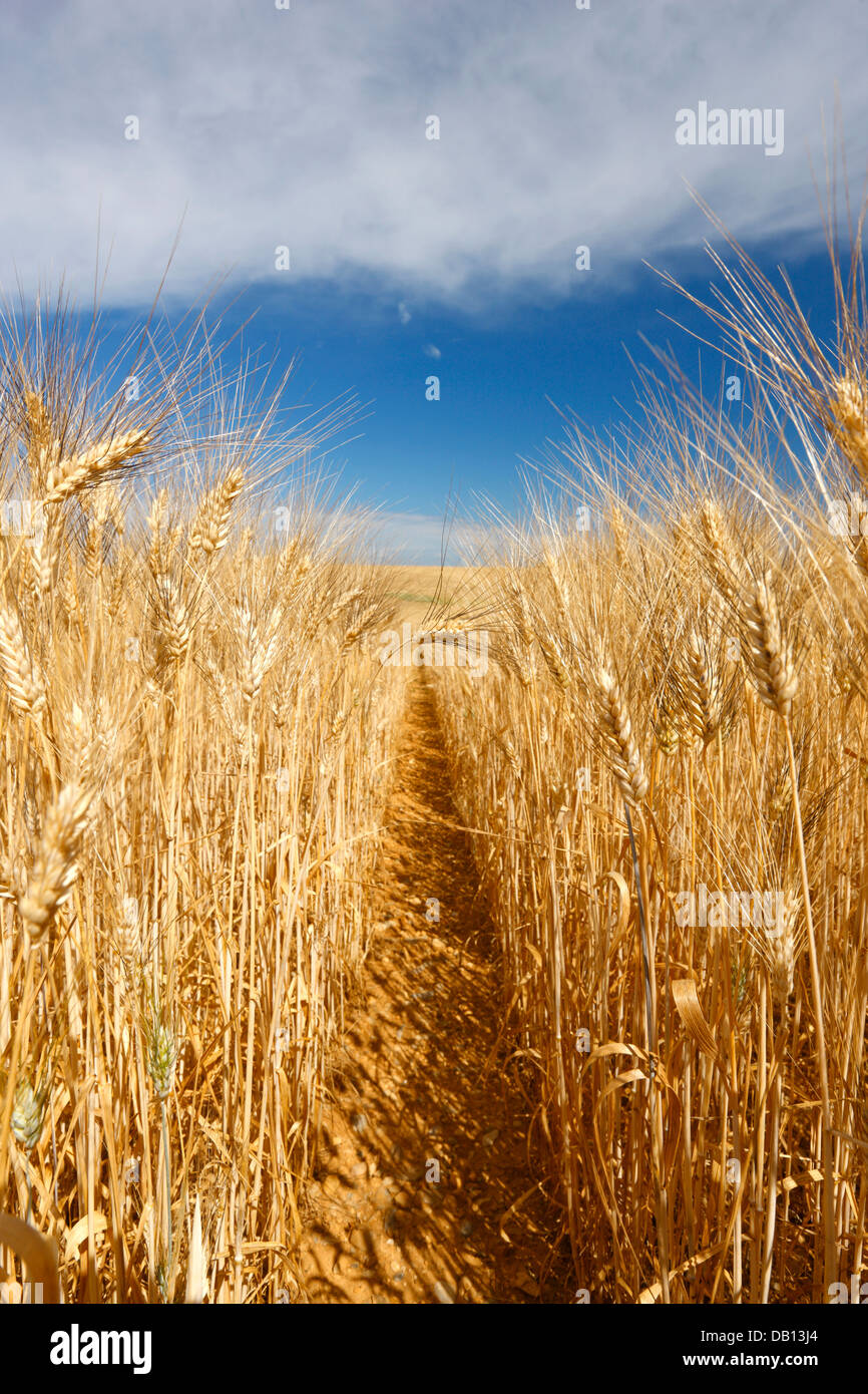 Wheat field, France - Provence Stock Photo - Alamy
