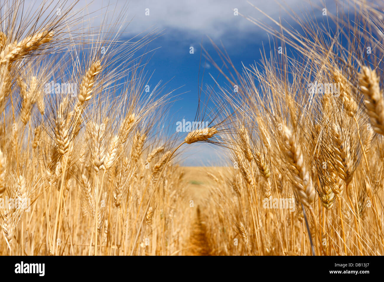 Wheat close up Stock Photo - Alamy