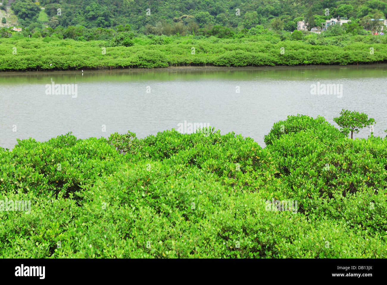 Red Mangrove plant on seaside Stock Photo - Alamy
