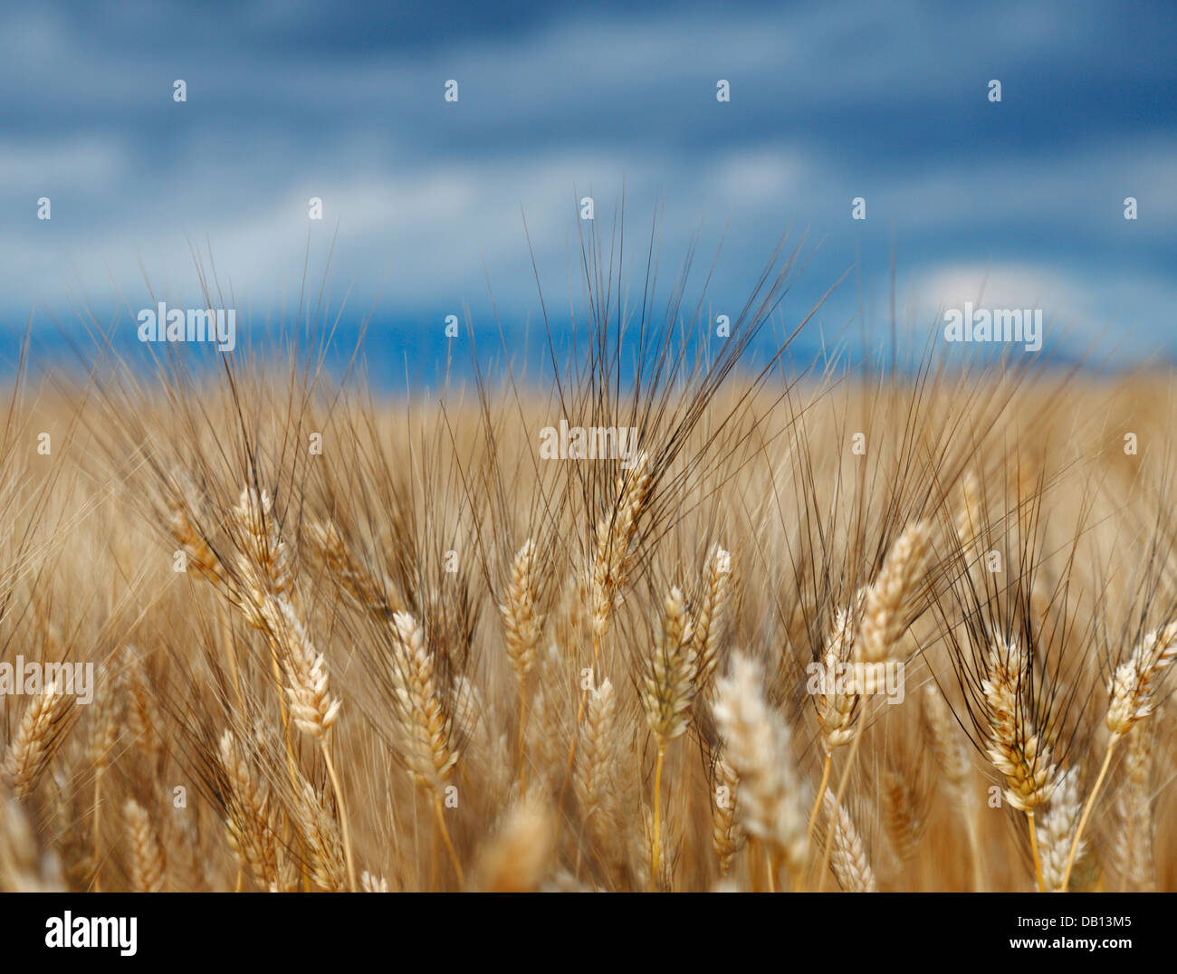 Wheat close up Stock Photo - Alamy