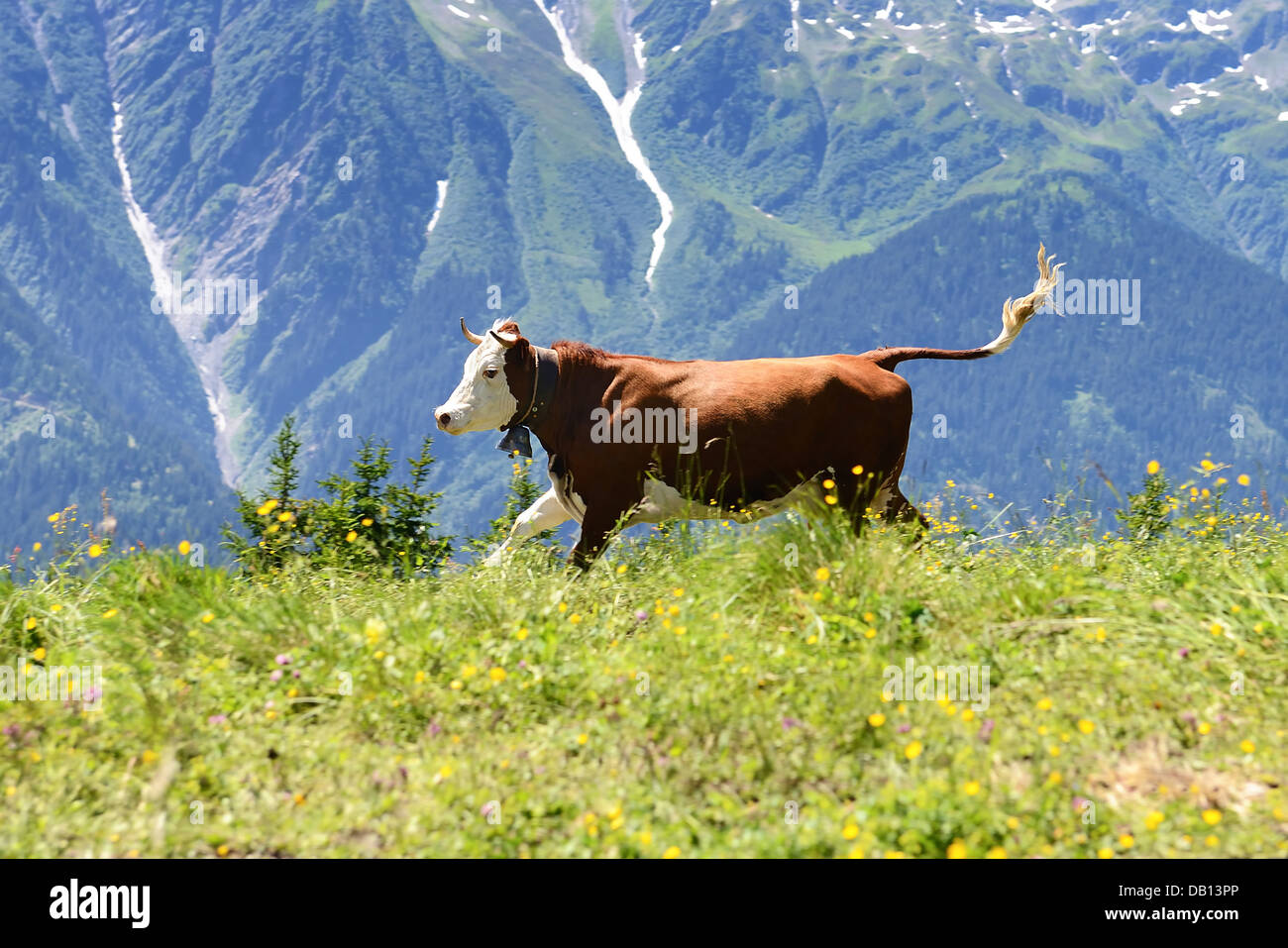 Crazy cow hi-res stock photography and images - Alamy