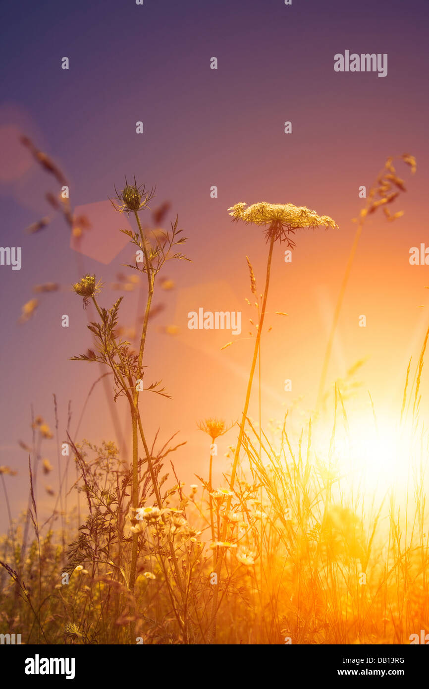 Wildflower meadow sunset in hi-res stock photography and images - Alamy