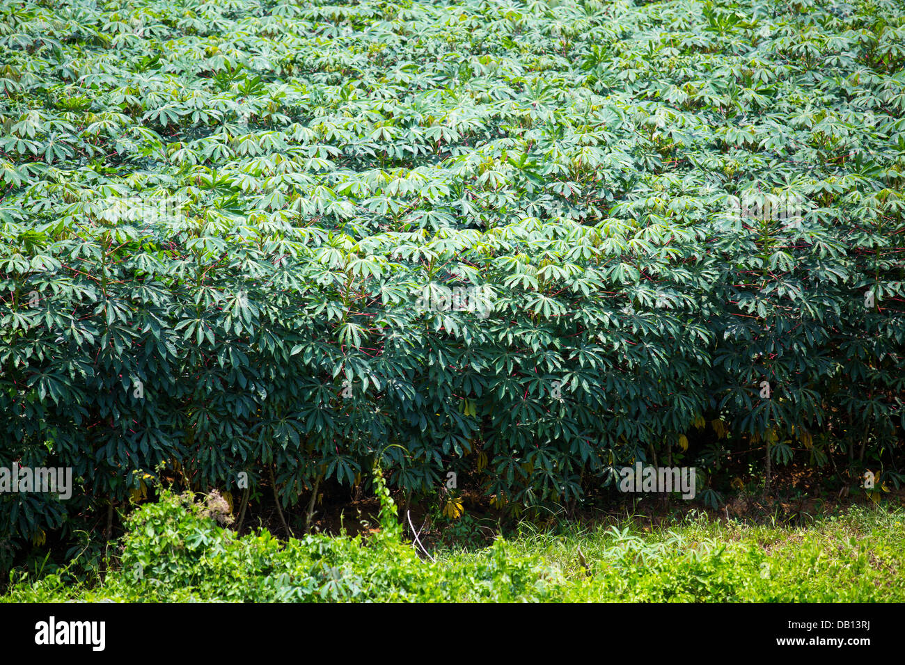Agriculture field of tapioca hi-res stock photography and images - Alamy