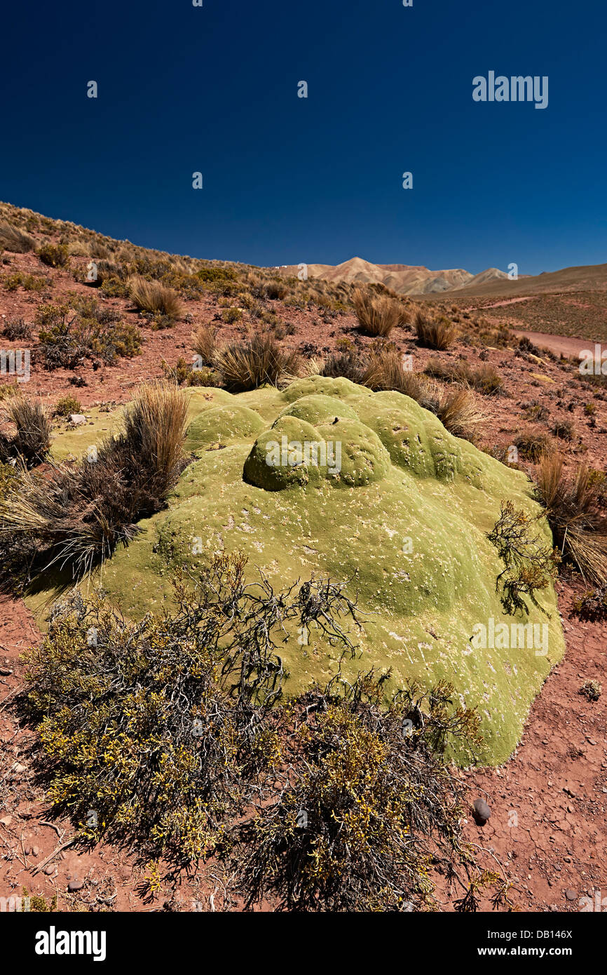 llareta plant or Yareta, Azorella compacta, Reserva Nacional de Fauna ...