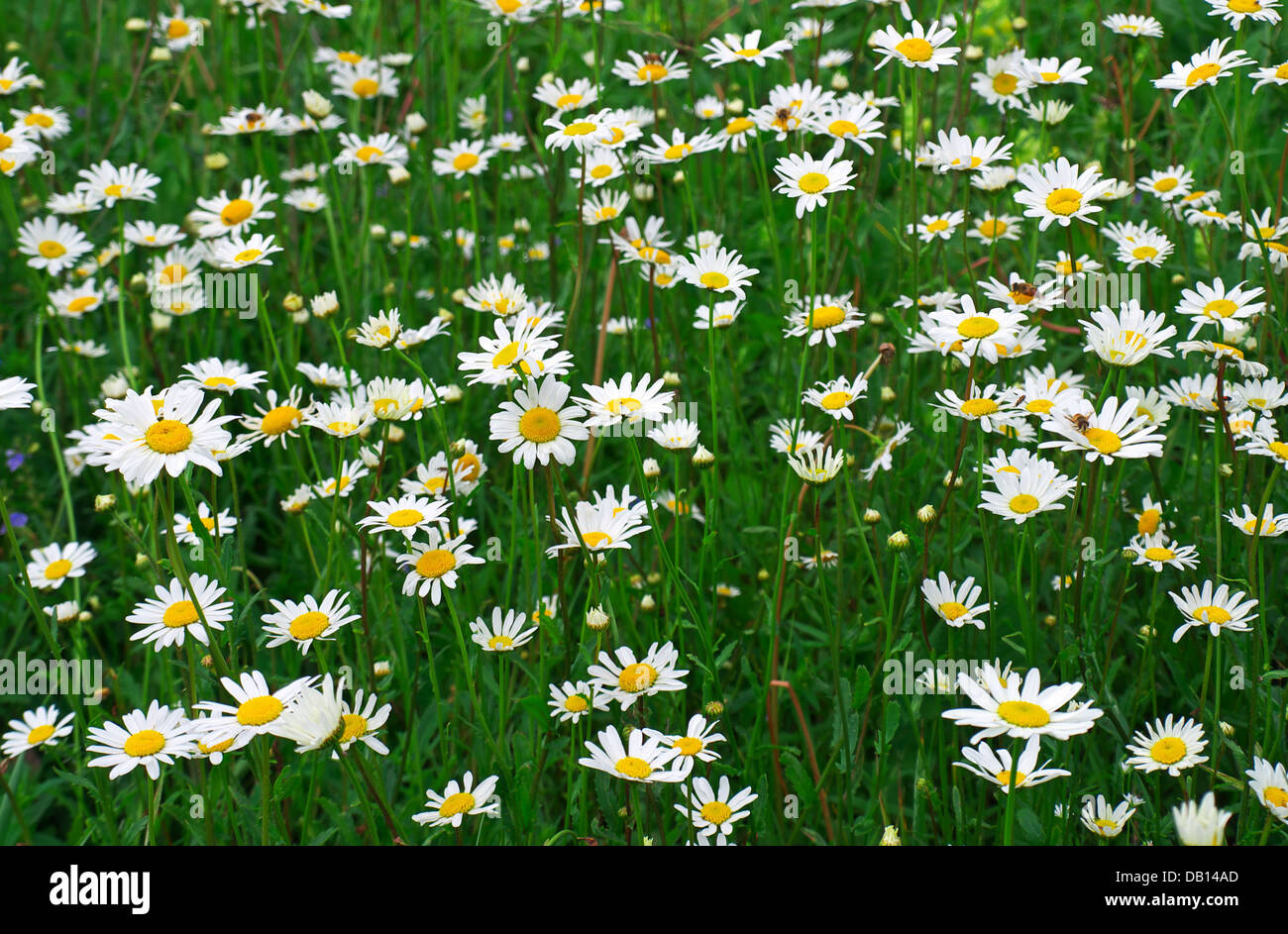 Flower as a background. Natural composition Stock Photo - Alamy