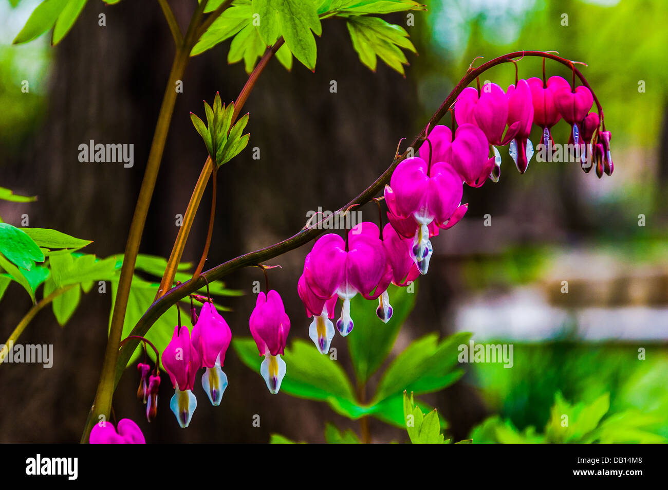 Bleeding hearts flowers surrounded by green leaves Stock Photo - Alamy