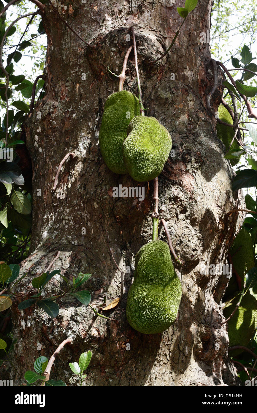 Jack fruit on a tree Stock Photo - Alamy