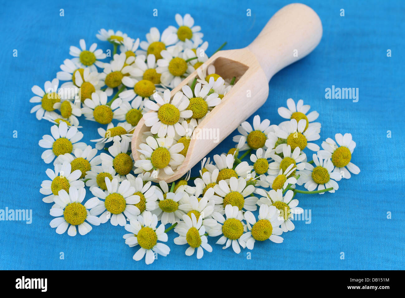 Blue chamomile hi-res stock photography and images - Alamy