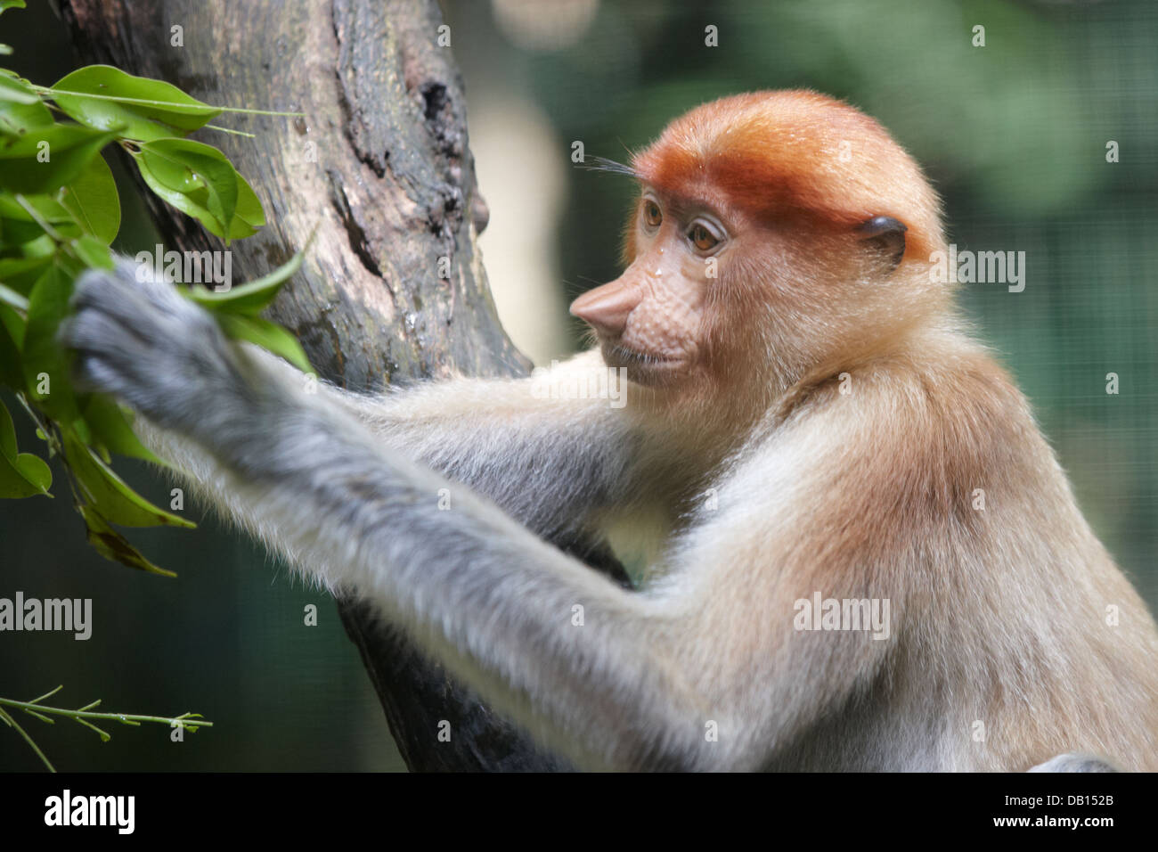Proboscis monkey in Singapore Zoo. Scientific name: Nasalis larvatus ...
