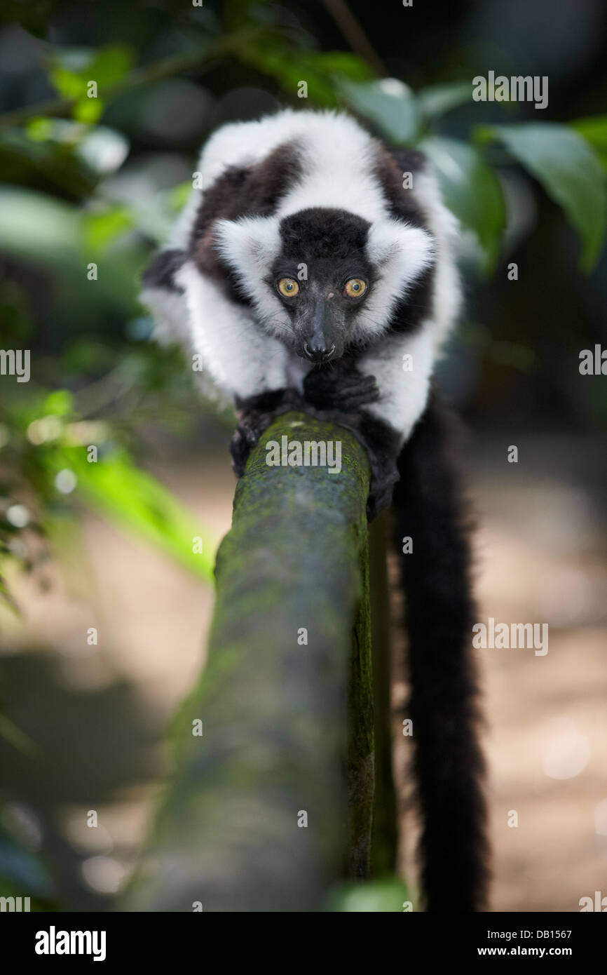 Indri lemur in Singapore Zoo. Scientific name: Indri indri Stock Photo ...