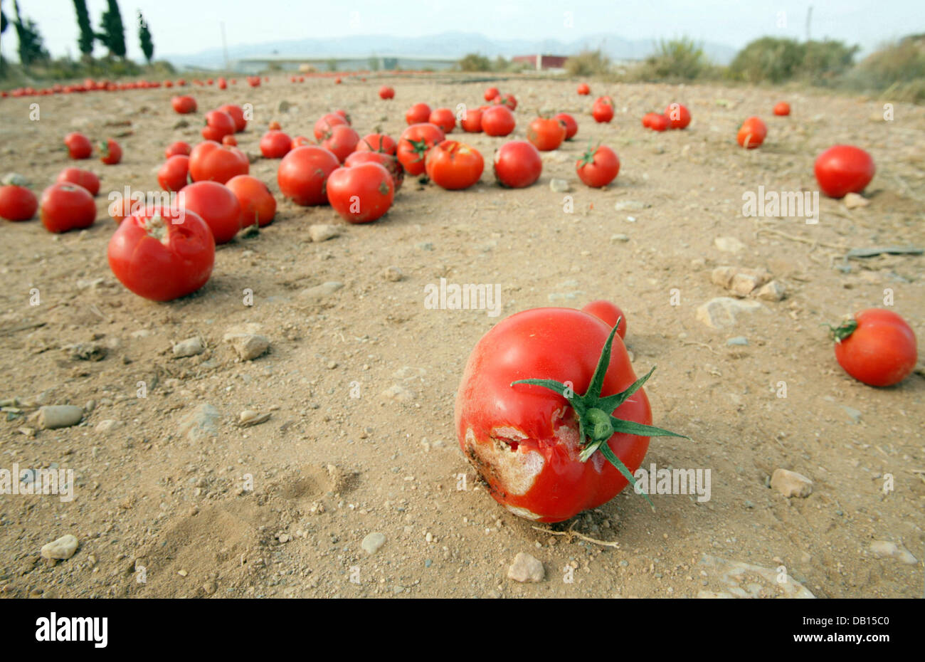 Rotting tomatoes are scattered on the fallow land between greenhouses ...
