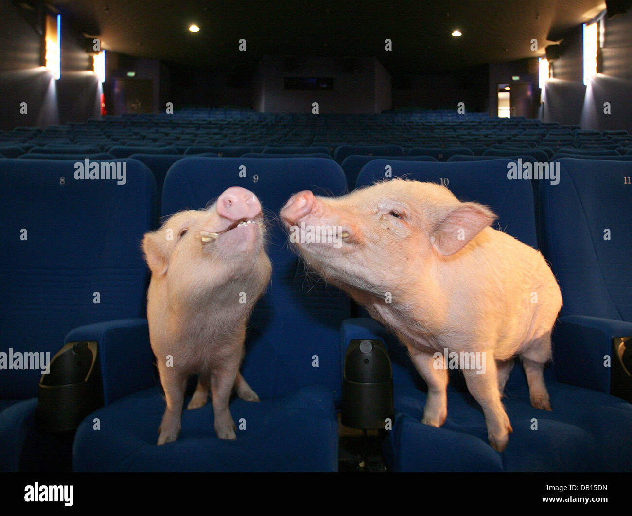 Film pigs Moritz (L) and Smarty stand in the audience of the Alhambra ...