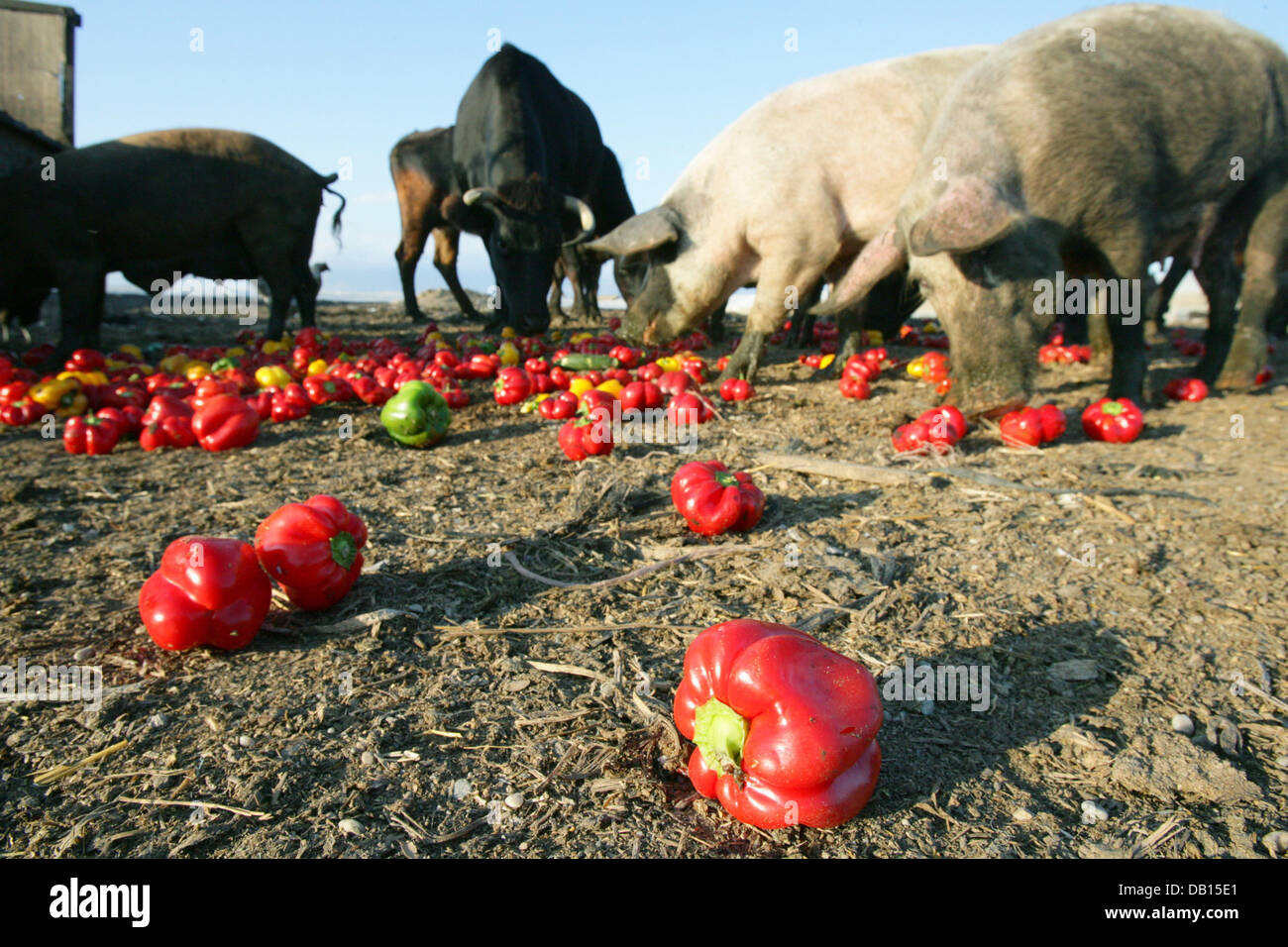 Pigs and cattle feed on vegetables that have been sorted out from ...