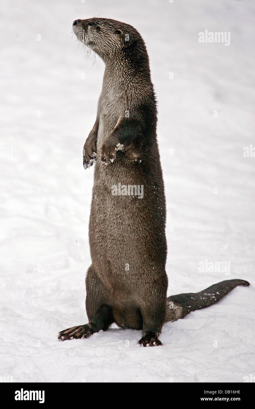 The picture shows a European Otter (lat.: Lutra lutra) standing up in ...