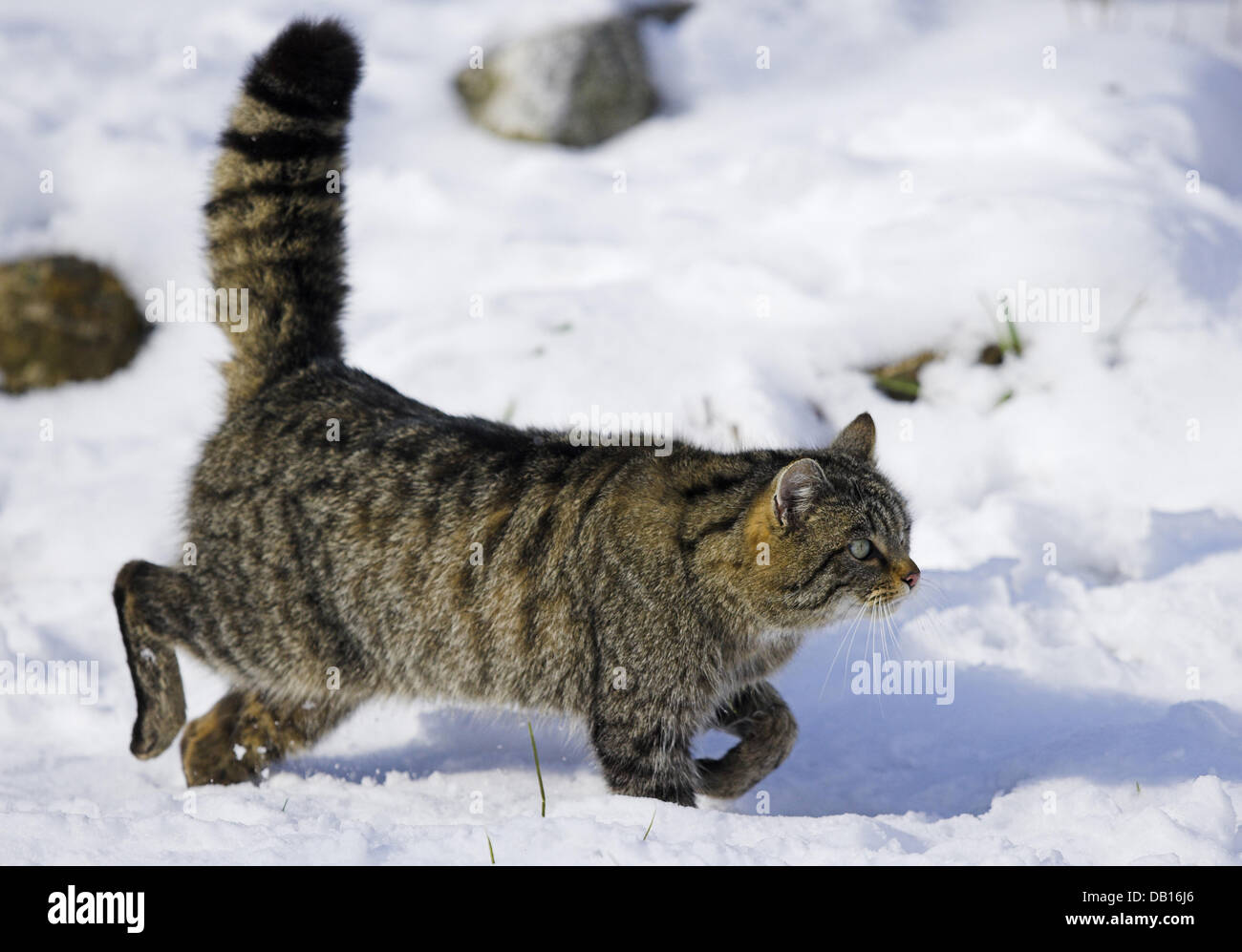 A European Wildcat (lat.: Felis silvestris) walks in the snow at an ...