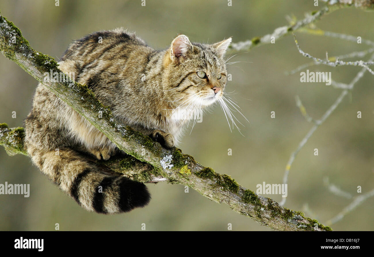 A European Wildcat (lat.: Felis silvestris) climbs on a tree at an ...