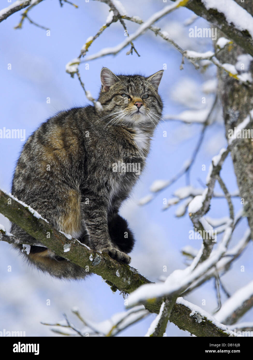 A European Wildcat (lat.: Felis silvestris) climbs on a tree at an ...