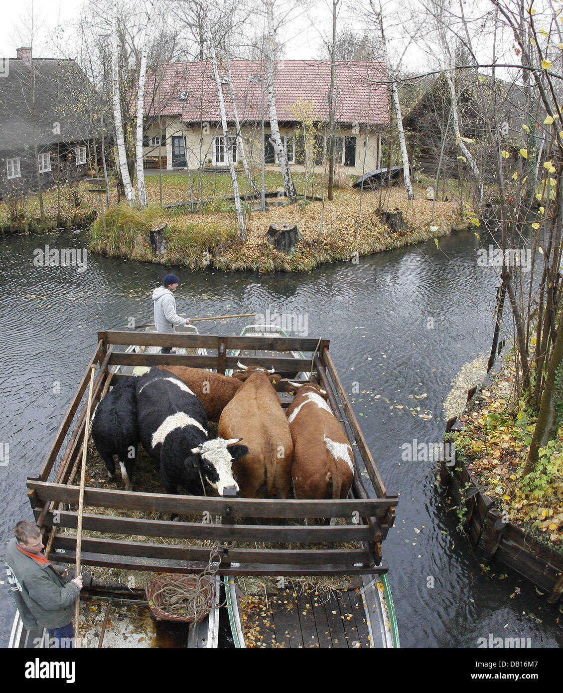 Cows are carried on a boat in Lehde, Germany, 07 November 2007. The ...