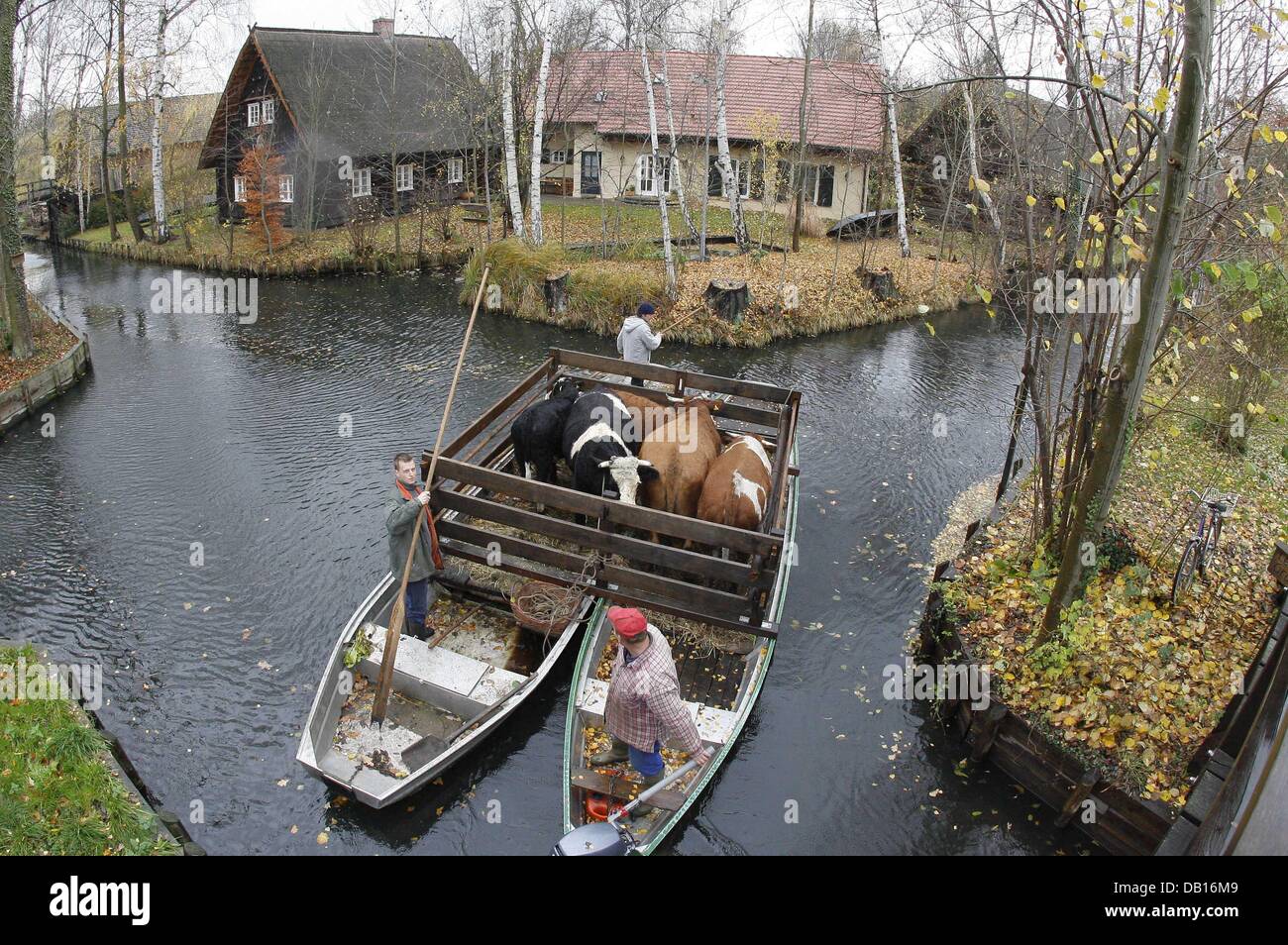 Cows in a boat hi-res stock photography and images - Alamy