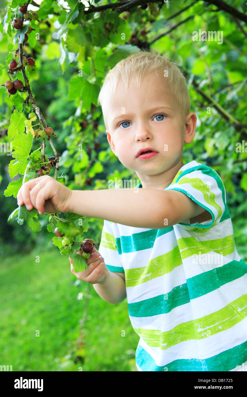 little boy eating currant berries in the backyard Stock Photo - Alamy