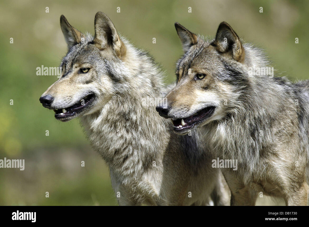 The undated picture shows two wolves (lat.: Canis lupus) with pointed ...