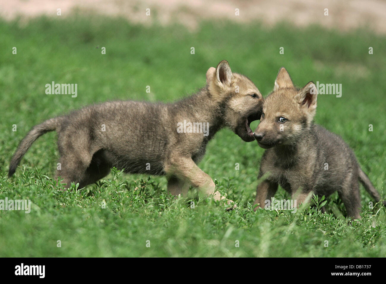 Wolf Pups Playing