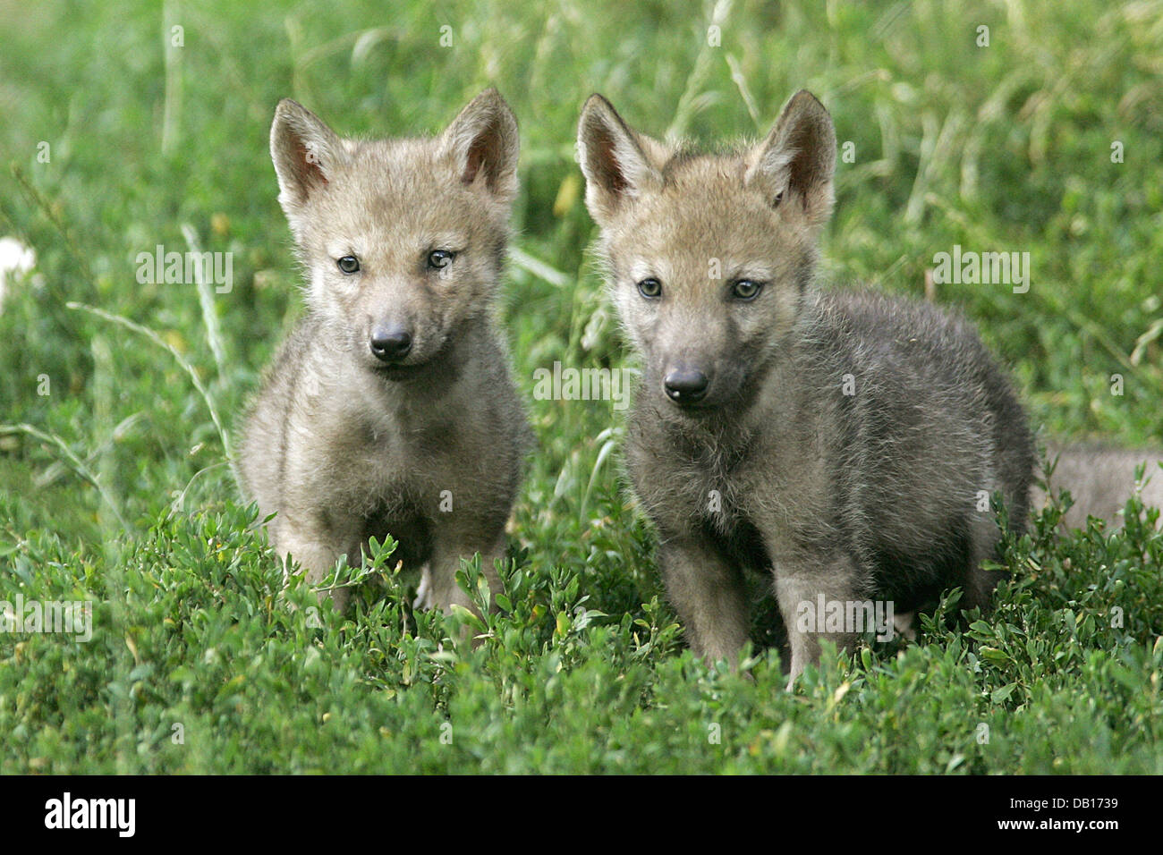 The undated picture shows two wolf pups (lat.: Canis lupus) exploring ...